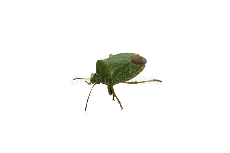 Insect Green Tree Shield on White. Stock Image - Image of pentatomidae ...
