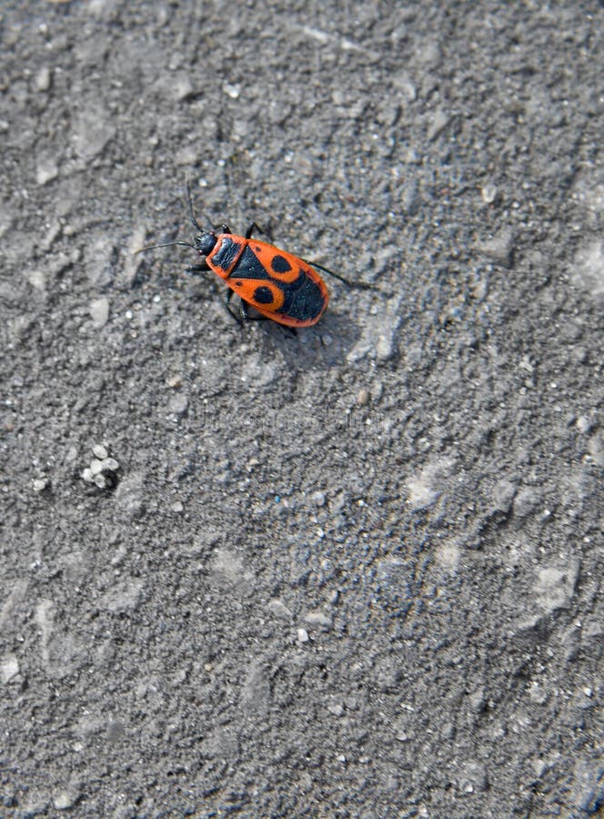 Insect On The Ground Picture. Image: 5108009