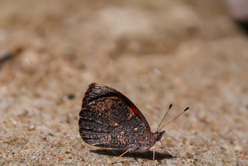 Insect at the ground stock photo. Image of ground, colored - 176121348