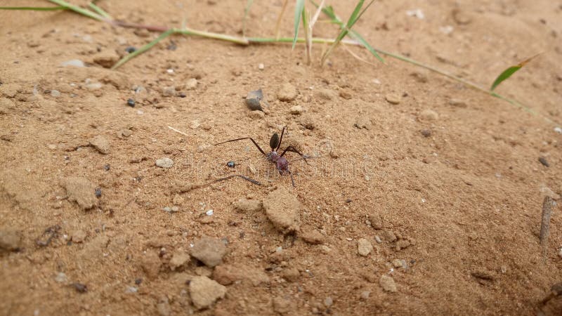 A Insect on the Ground. Macro Insects Stock Photo - Image of insect ...