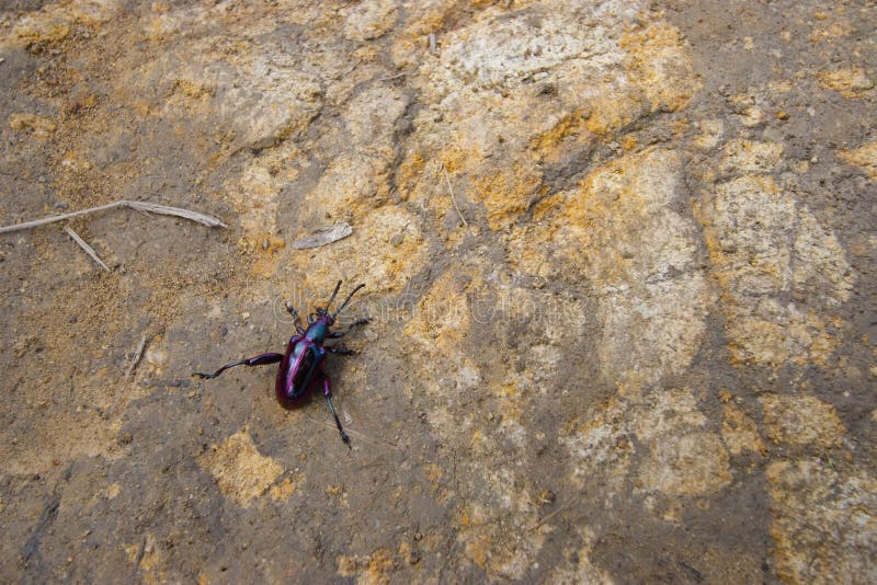 The Insect on the Ground with Nature Back Ground 6 May 2006 Stock Image ...