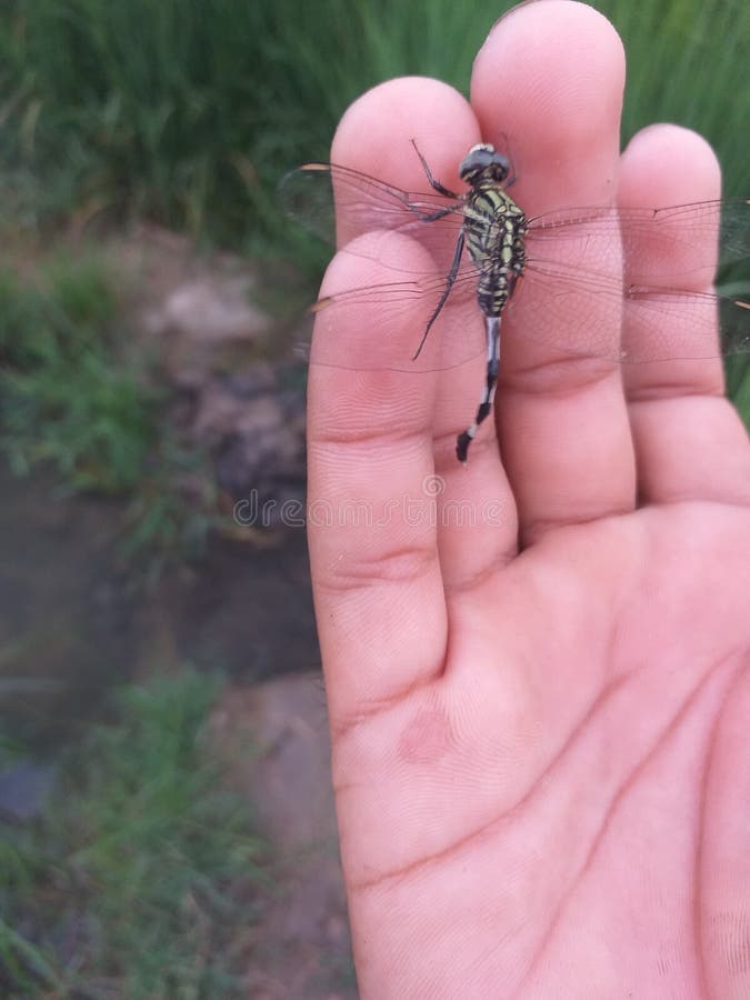 A insect on hand stock photo. Image of organ, moth, finger - 197115984