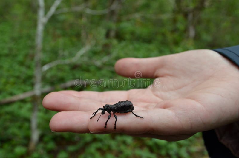 Insect and hand stock photo. Image of chile, pest, shell - 70112094