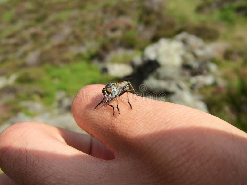 Insect on Hand Close-up stock image. Image of finger - 31276919