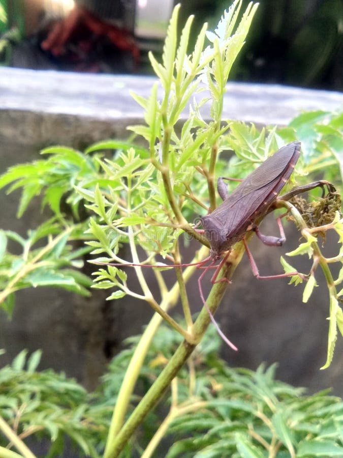 This Insect Has a Pungent Smell Stock Photo - Image of wildflower ...
