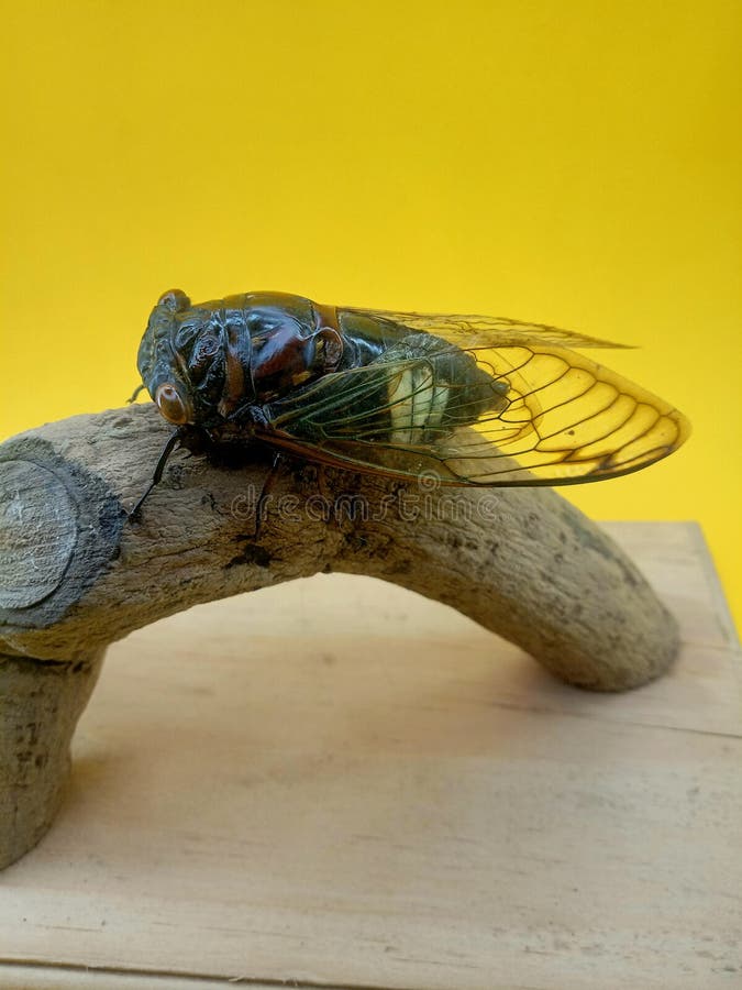 An Insect that Has a Very Loud Voice Stock Image - Image of loud, voice ...