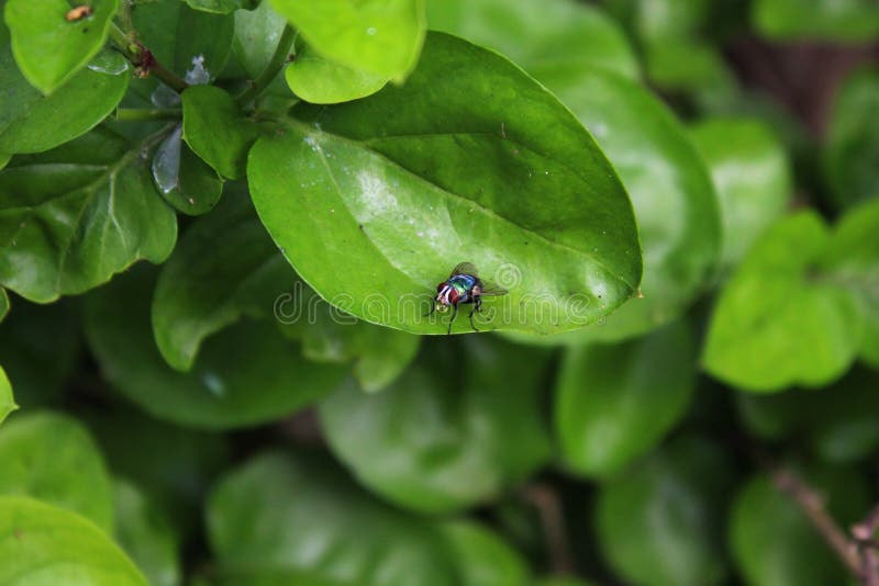 A insect have a water drop stock image. Image of insect - 237815157