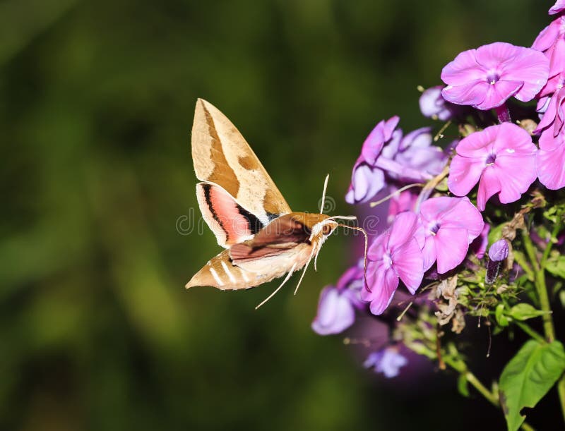 Insect Hawk Moth Hovering Over the Phlox and Collects Nectar Stock ...