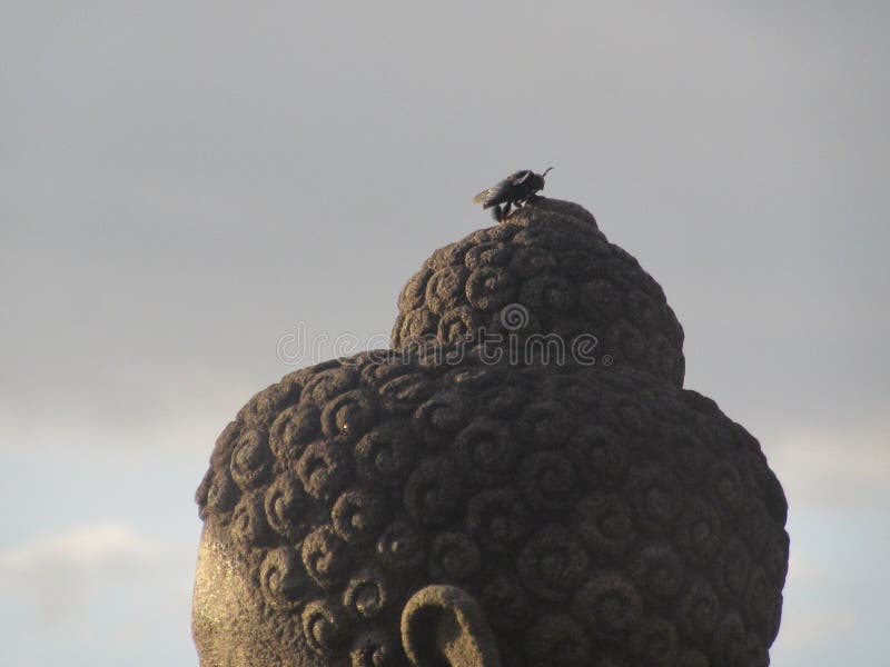 Insect on the Head of a Buddha Stock Image - Image of buddhist ...