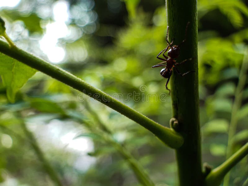 A Insect Head and Eye Can Be Seen. the Light is Falling on the Black ...