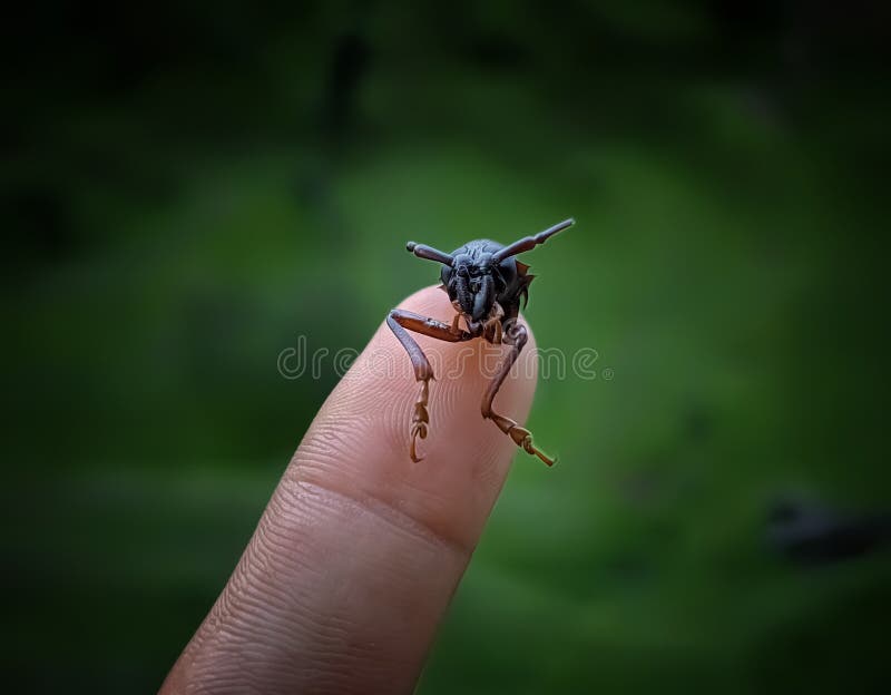 An insect head on finger. stock photo. Image of beetle - 190401024