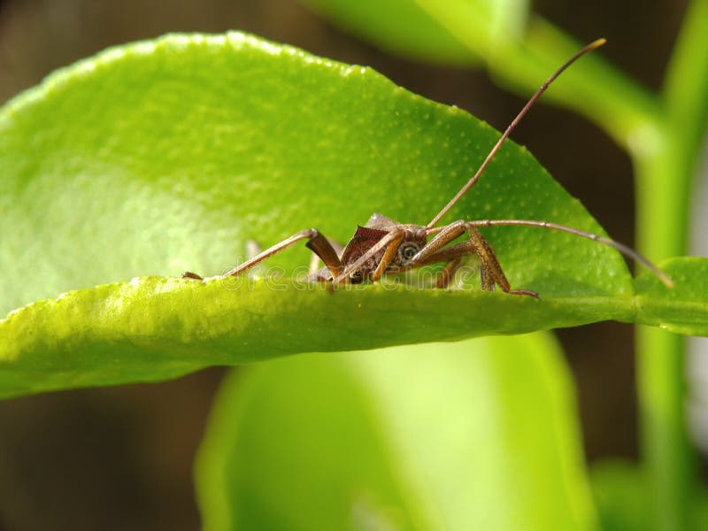 An Insect Hides Behind a Green Leaf. Stock Photo - Image of arthropod ...