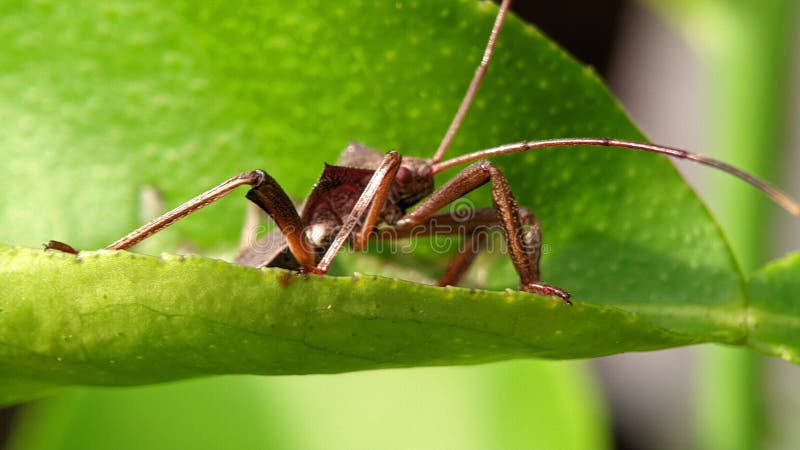 An Insect Hides Behind a Green Leaf. Stock Image - Image of green, leaf ...