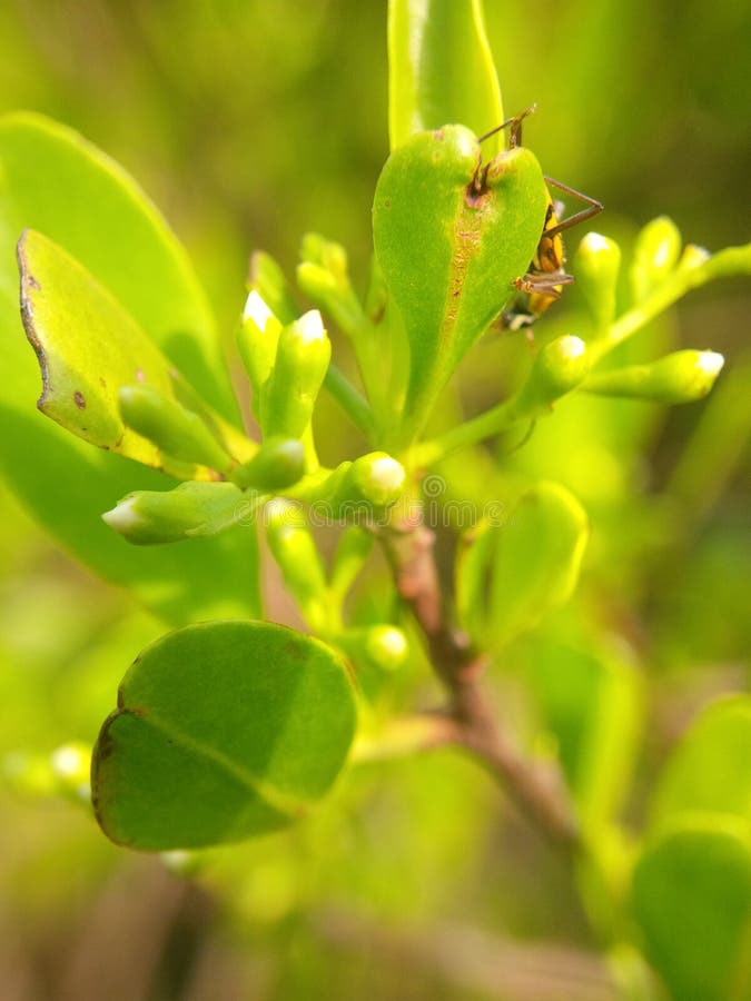 An Insect is Hiding Behind a Leaf Stock Photo - Image of colorful ...