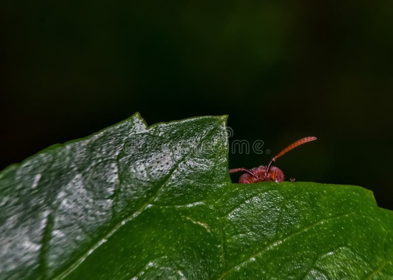 Insect is Hiding Behind the Leaf. Stock Photo - Image of leaf, hiding ...