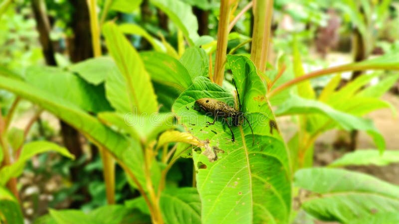Insect hiding on leaf stock image. Image of nature, insect - 313400537