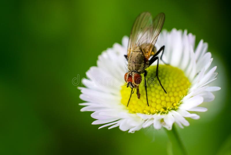 Insect, Honey Bee, Wasp, Nectar Picture. Image: 102879582