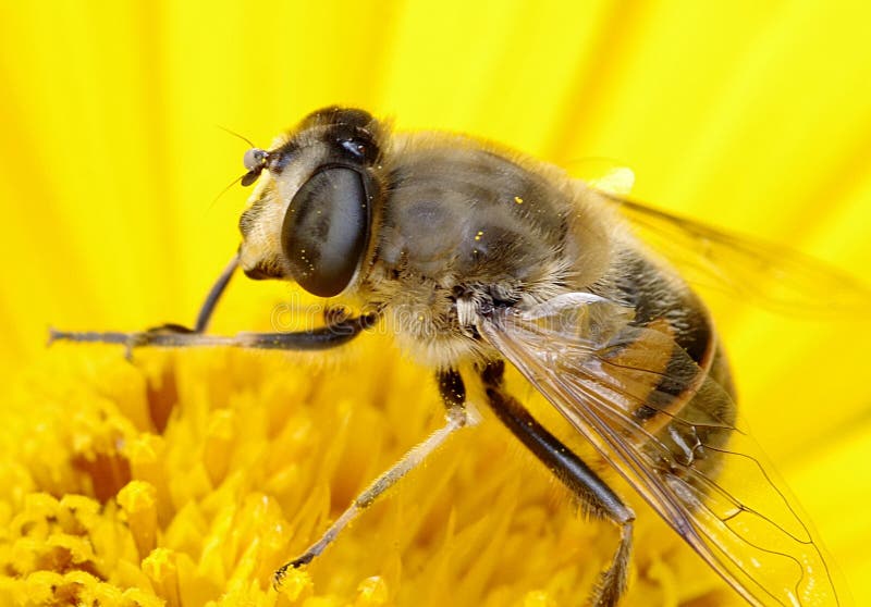 Insect, Honey Bee, Bee, Invertebrate Picture. Image: 99353174