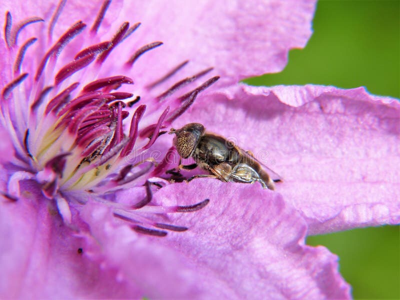 Insect, Honey Bee, Bee, Macro Photography Stock Image - Image of nectar ...