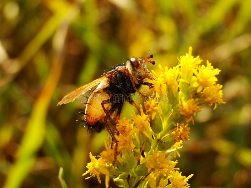 Insect, Honey Bee, Bee, Nectar Picture. Image: 114130765