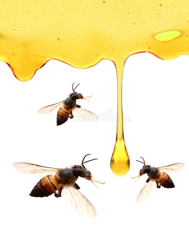 Worker bee. stock image. Image of worker, compound, drones - 172968545