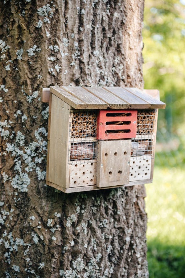 Insect Hotel on the Large Tree Trunk Stock Photo - Image of tree ...