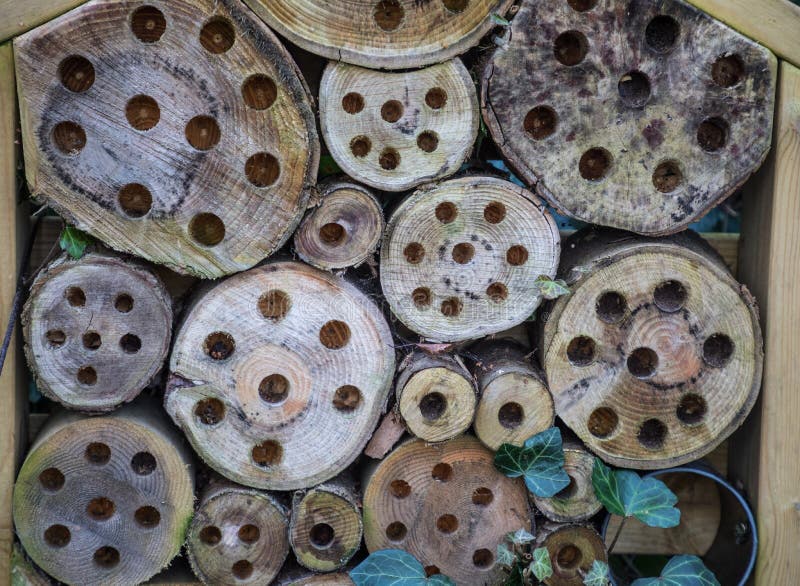 Insect house stock photo. Image of bees, miner, nature - 31243210