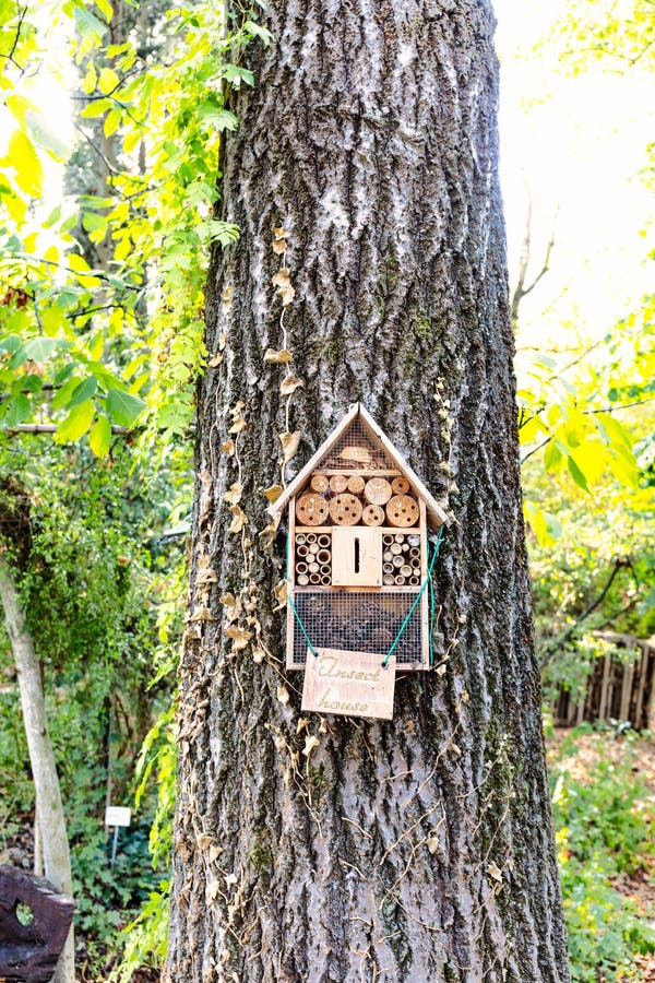 Insect House Hanging from a Poplar Tree Stock Photo - Image of winter ...