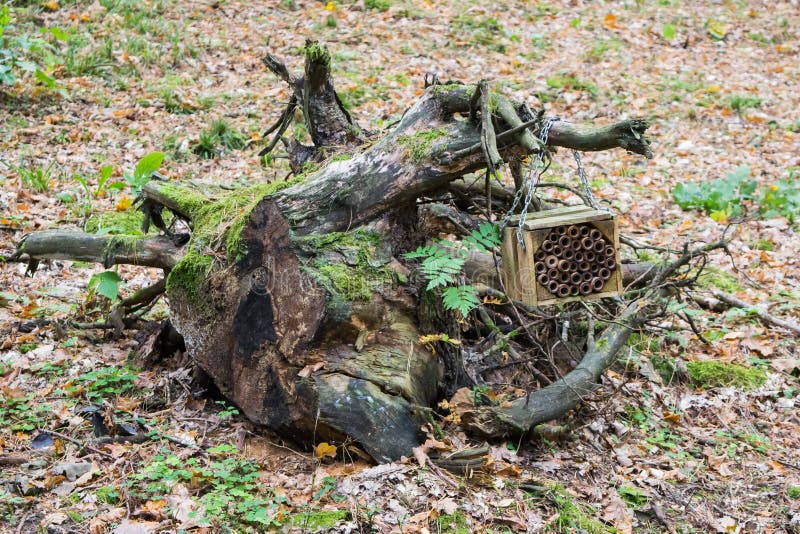An Insect House Stands on a Tree Trunk in the Forest Stock Image ...