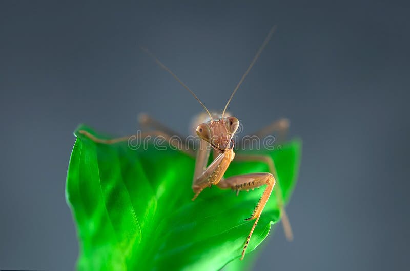 Insect Hunter Attacks. Mantis is a Terrible Monster of Wildlife Stock ...