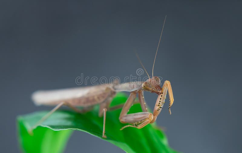 Insect Hunter Attacks. Mantis is a Terrible Monster of Wildlife Stock ...