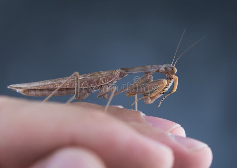 Insect Hunter Attacks. Mantis is a Terrible Monster of Wildlife Stock ...