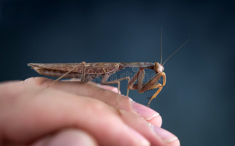 Insect Hunter Attacks. Mantis is a Terrible Monster of Wildlife Stock ...