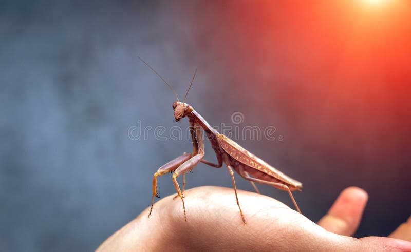 Insect Hunter Attacks at Sunset. Mantis is a Terrible Monster of Stock ...