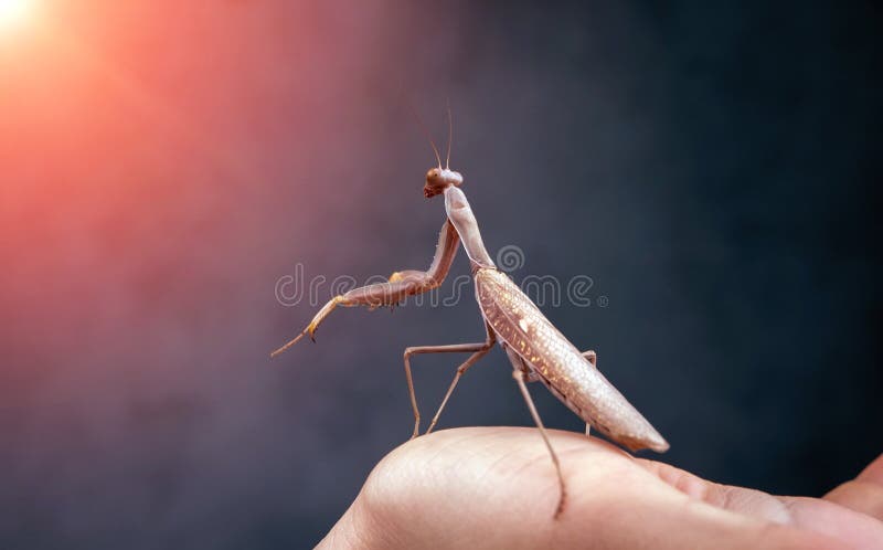 Insect Hunter Attacks at Sunset. Mantis is a Terrible Monster of Stock ...