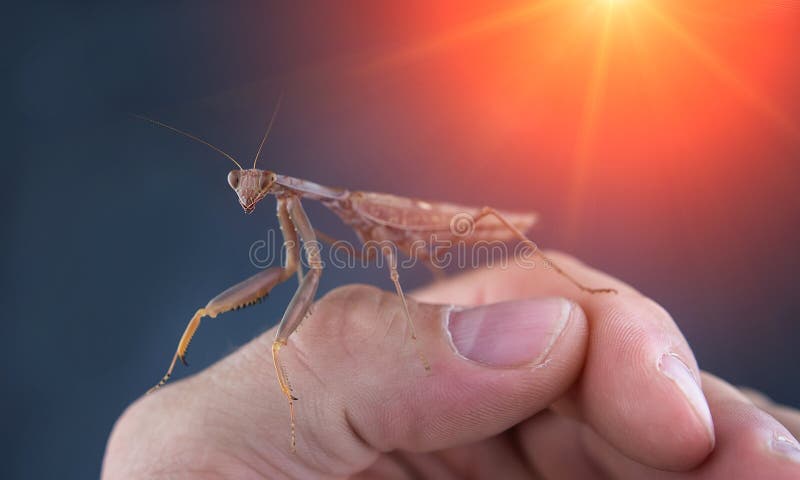 Insect Hunter Attacks at Sunset. Mantis is a Terrible Monster of ...