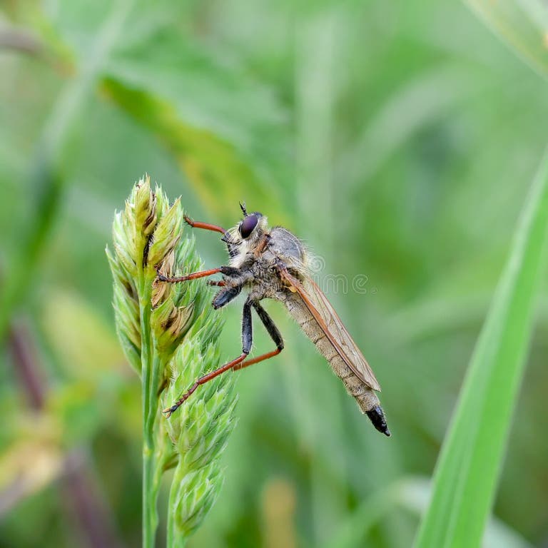 Insect Hunter, Machimus Rusticus Stock Photo - Image of grass, predator ...