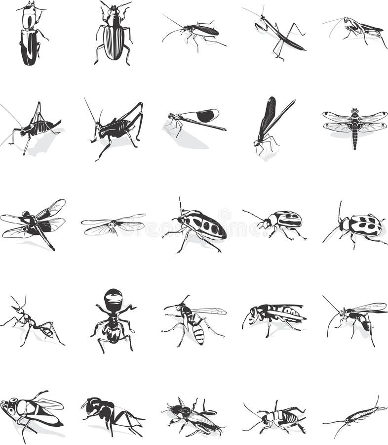 Insects icon set stock vector. Illustration of flea, gnat - 33588586