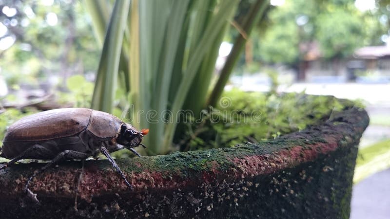 Insect from indonesia stock image. Image of model, indonesia - 80712709