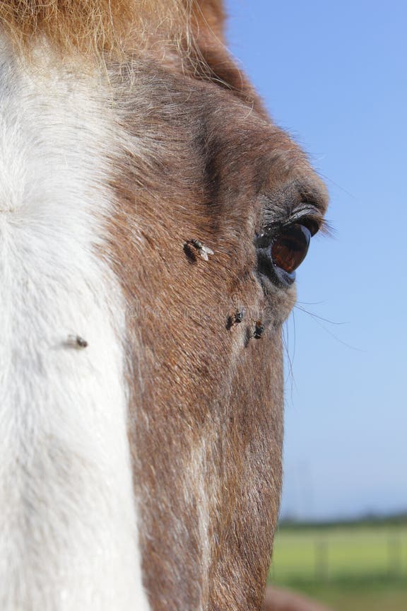 Insect Infestation on Animal Stock Photo - Image of animal, moisture ...