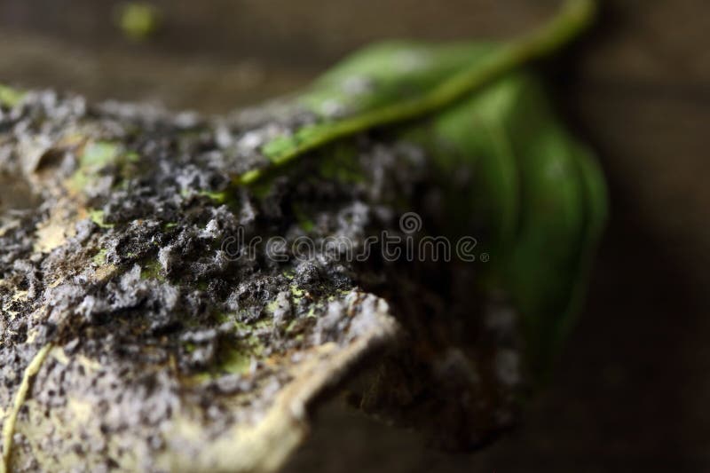 Insect Infestation on the Back of a Lemon Tree Leaf . Stock Image ...