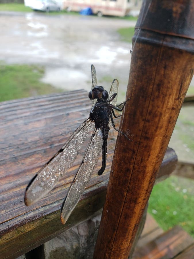 Insect stock photo. Image of outside, insect, nature - 162750886