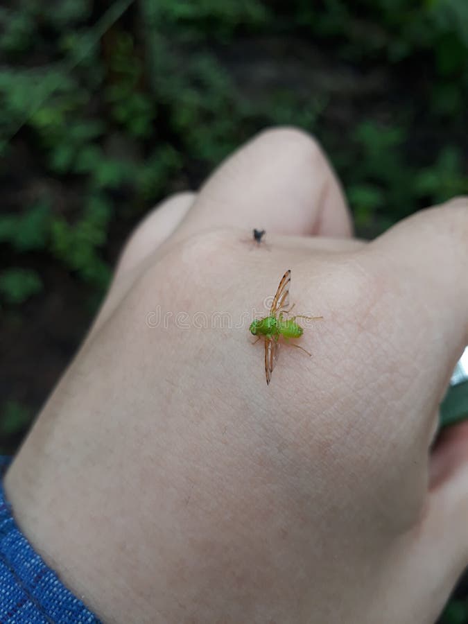 Insect stock photo. Image of insect, green, forest, thailand - 152476396