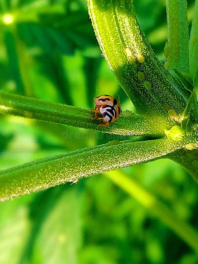 Insect stock image. Image of shot, beautiful, nature - 112009677
