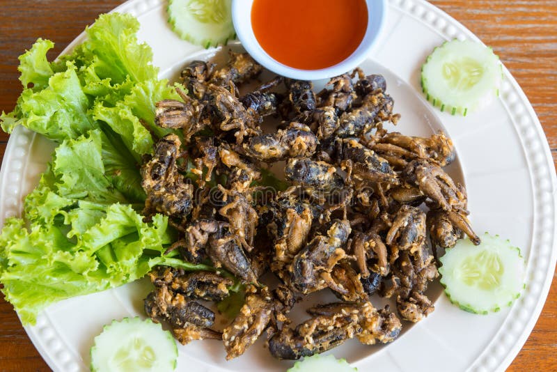 Insect stock image. Image of sauce, dish, eating, wood - 95805459