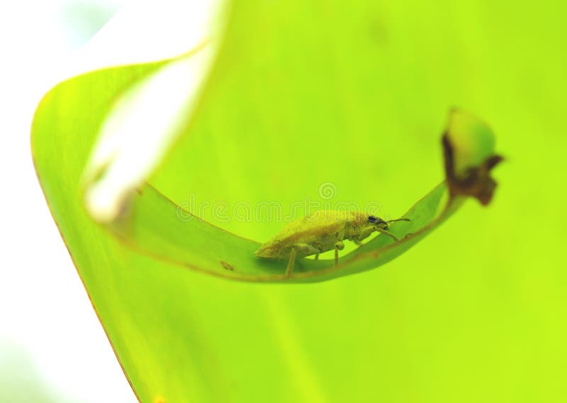 Insect stock photo. Image of camouflage, insect, leaf - 80522318