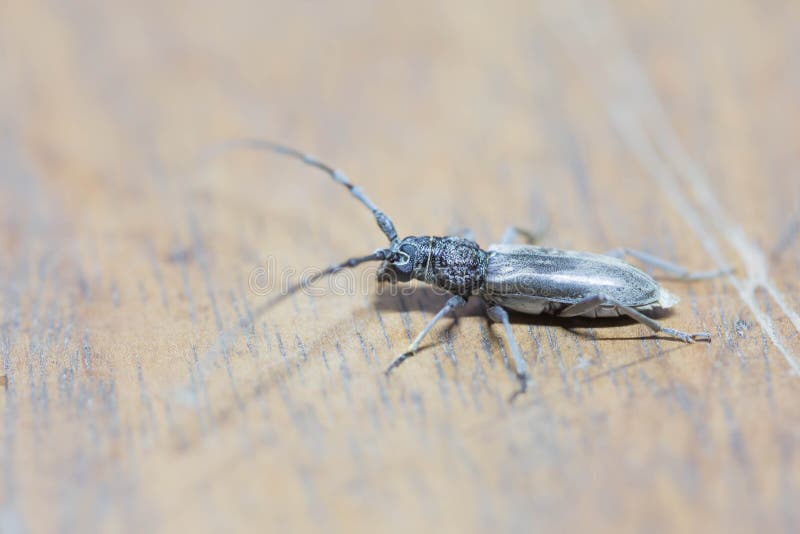 Insect stock photo. Image of life, walk, floor, season - 52745720