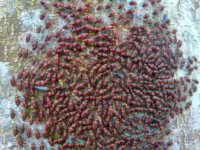 Insect stock image. Image of tree, insects, insect - 120157709