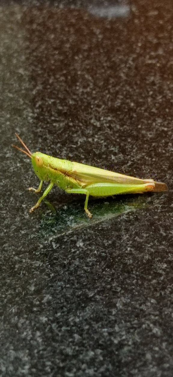 The Insect Inside My House Beautiful View Stock Image - Image of view ...