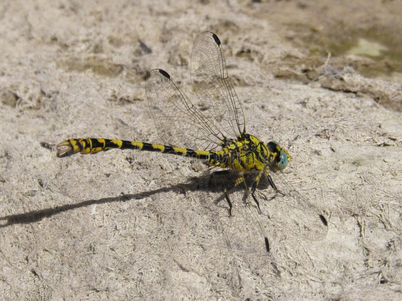 Insect, Invertebrate, Dragonflies And Damseflies, Dragonfly Stock Photo ...